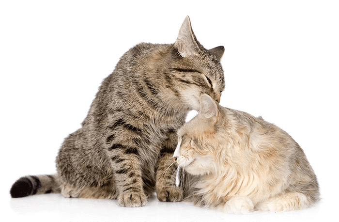 FELIWAY® Friends Diffuser Kit | Cat Calming Diffuser