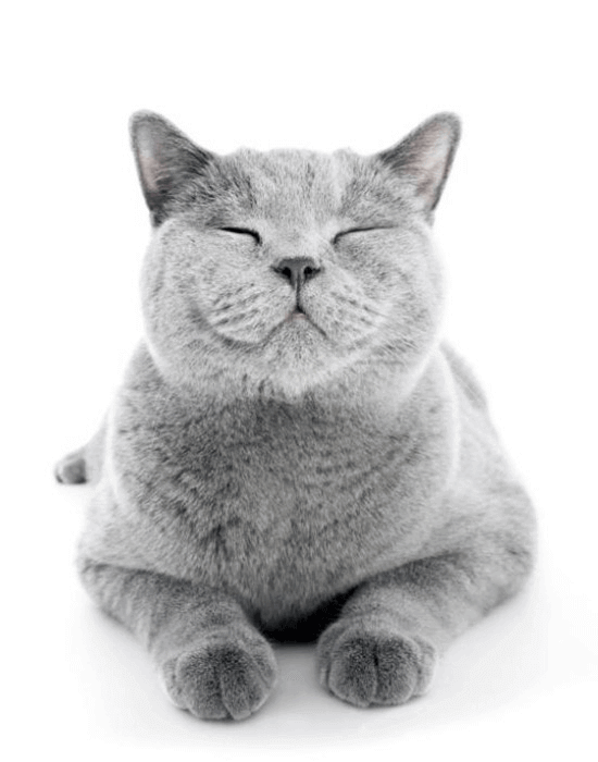 FELIWAY® Optimum Diffuser Kit | Cat Calming Pheromones