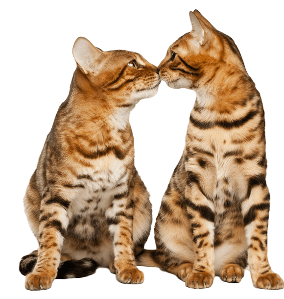 FELIWAY® Friends Diffuser Kit | Cat Calming Diffuser