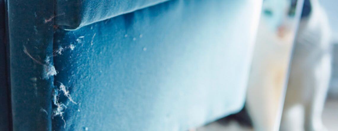 FELIWAY® | Calming Pheromone Diffusers for Cats & Felines