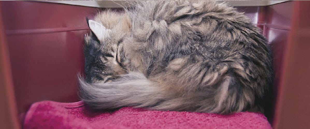 Cat stress