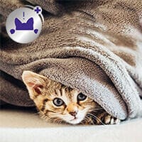 Katten gemmer sig - hvad kan jeg gøre?