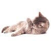 Wat te doen bij vechtende katten?