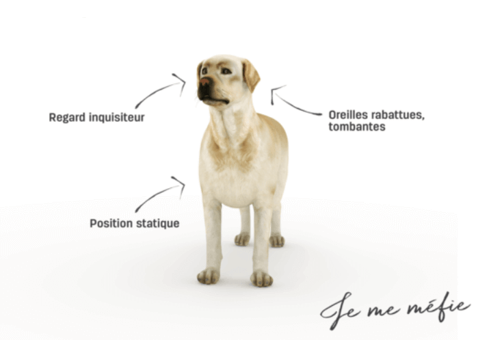 Dog body language