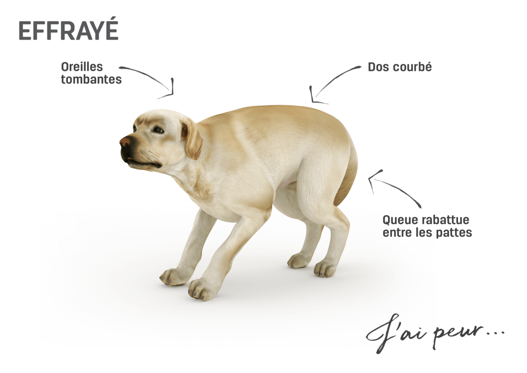 Comment comprendre votre chien