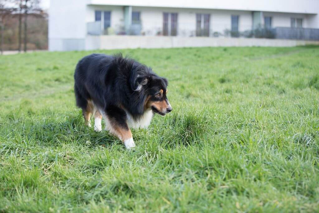 ¿Desafíos para los perros?