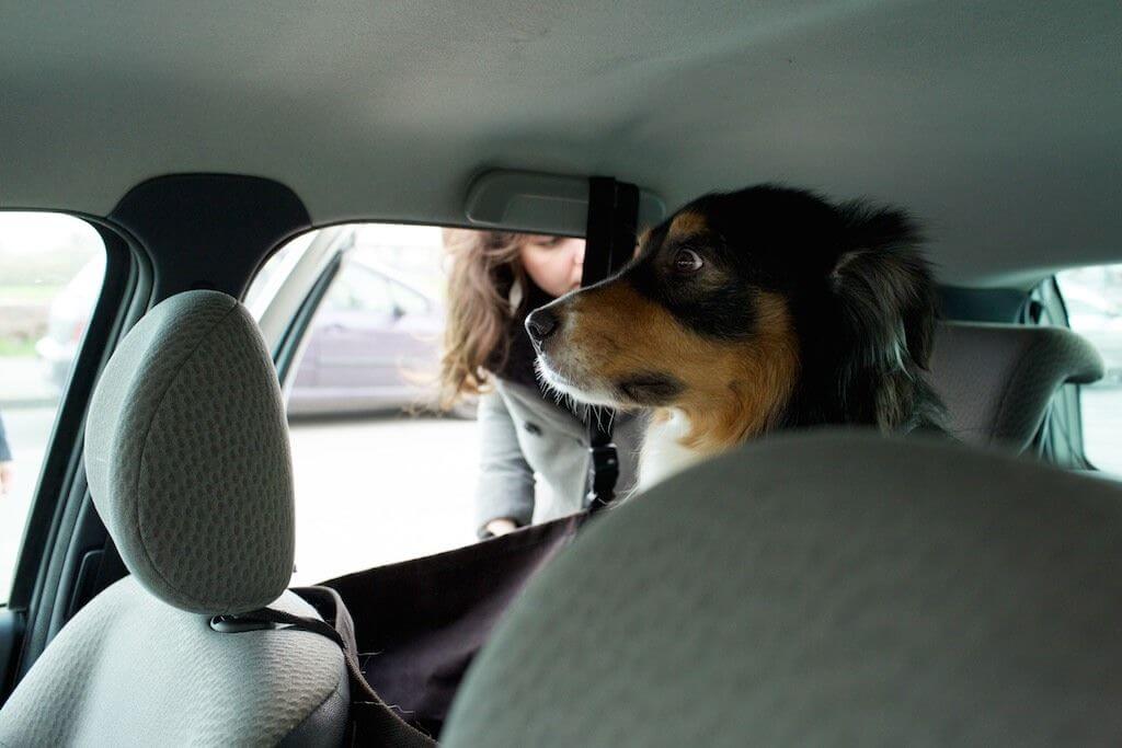 ¿Desafíos para los perros?