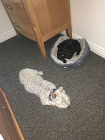 Max , Fluffy / Success Stories / Adaptil