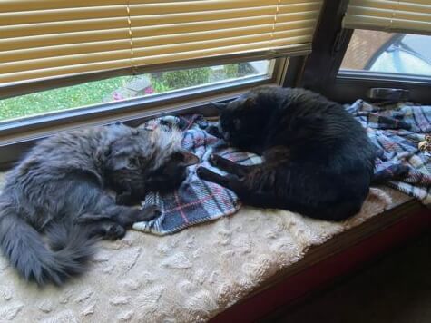 Wednesday , Baby kitty / Success Stories / Feliway