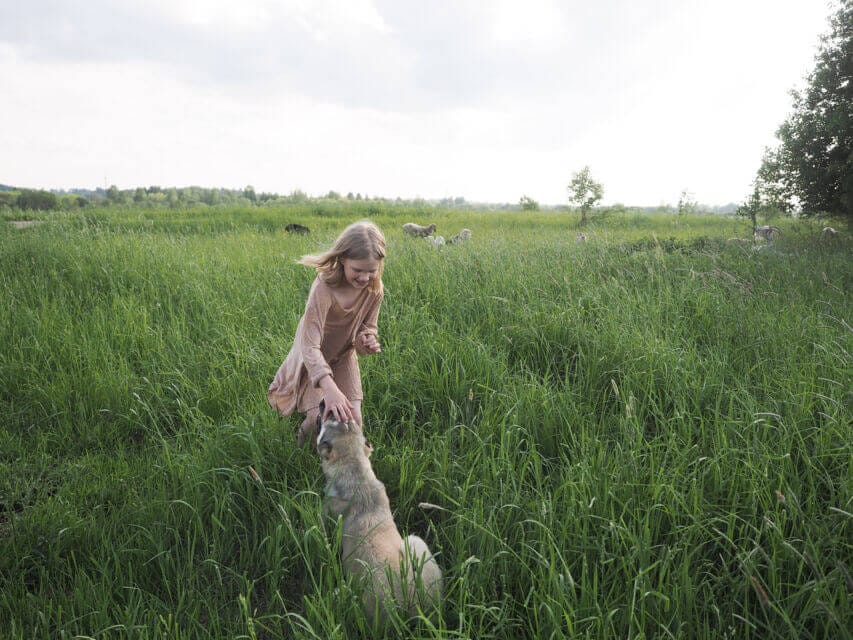 Tekenbestrijding bij de hond