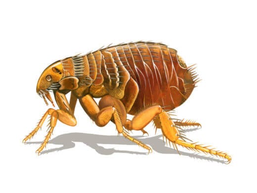 La Dermatite par Allergie aux Piqûres de Puces (DAPP) / Maladies / Chat ...