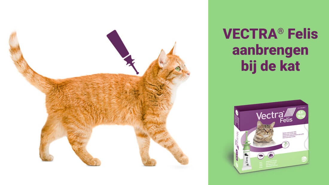 Vectra® Felis voor katten / Kat / Vectra, de pipet met zekerheid tegen ...