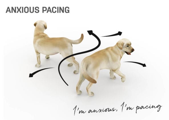 What does it mean when you dog...?