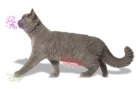 What Are Cat Pheromones? | Feline Pheromones | FELIWAY