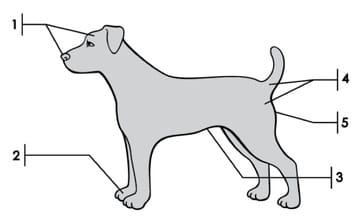 FEROMONA APACIGUADORA CANINA (DAP) – Veterinaria M&M PETS