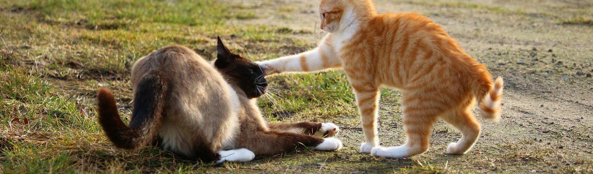 Wat te doen bij vechtende katten