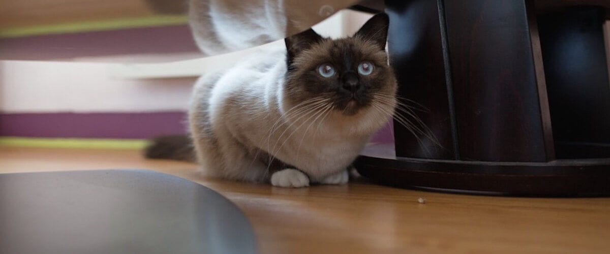 Cat's behaviour, or how to understand your cat